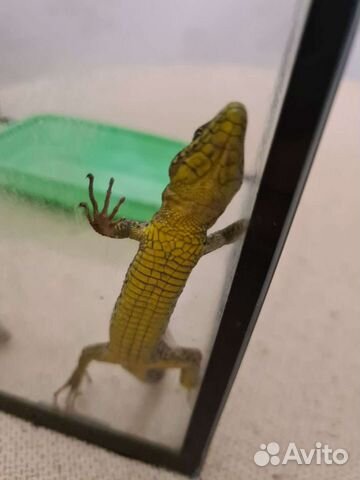 Ящерица скальная