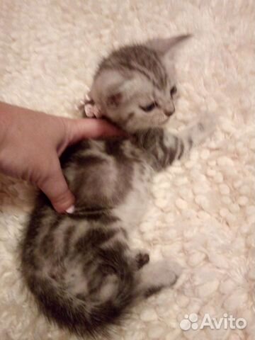 Шотландская