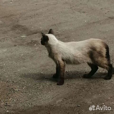 Сиамский кот