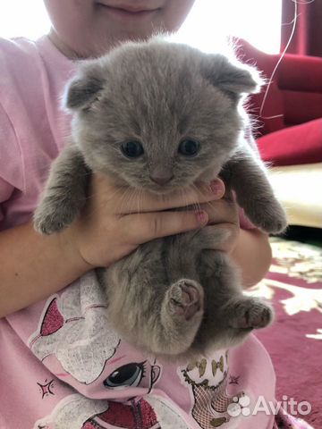 Шотландские вислоухие котята