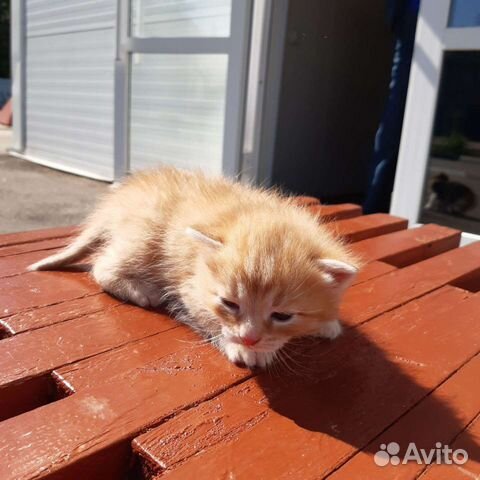 Отдам котят в хорошие руки, кошка родила в пожарно