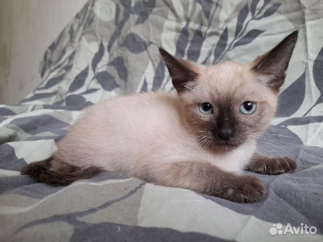 Котенок Гав ищет дом