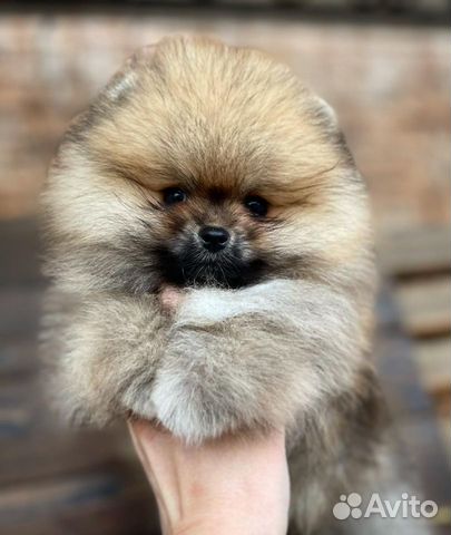 Девчуля оранж-соболь яркая