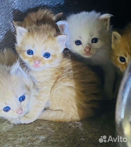 Котятки в добрые руки