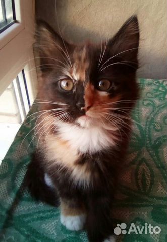 Маленькая принцесска ищет заботливых родителей