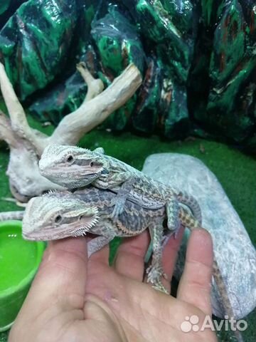 Бородатая агама/Эублеублеуфар