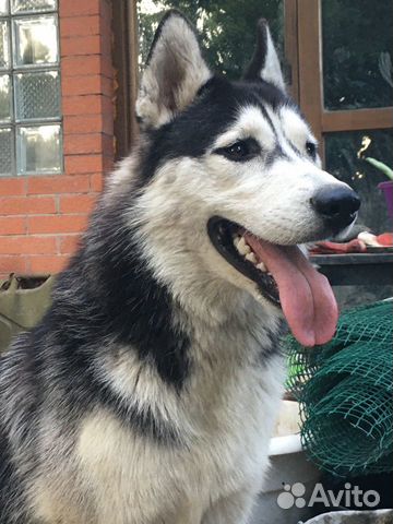 Найден кобель хаски