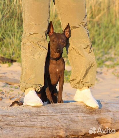 Американский голый терьер