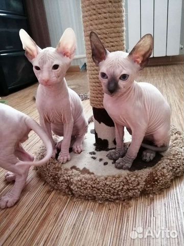 Донской сфинкс котята