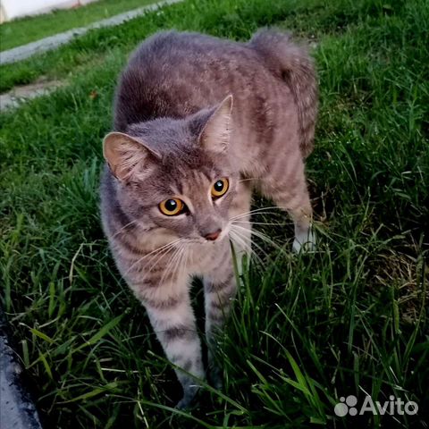 Котик, молодой, в добрые руки