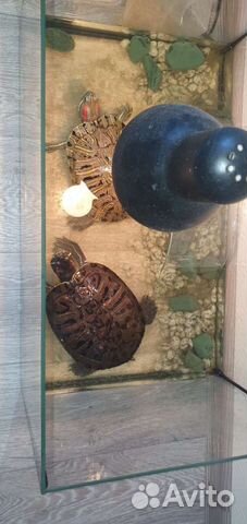 Красноухие черепахи