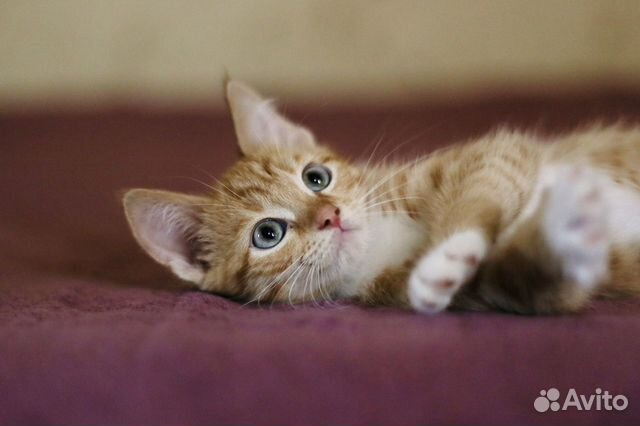 Котенок кошка