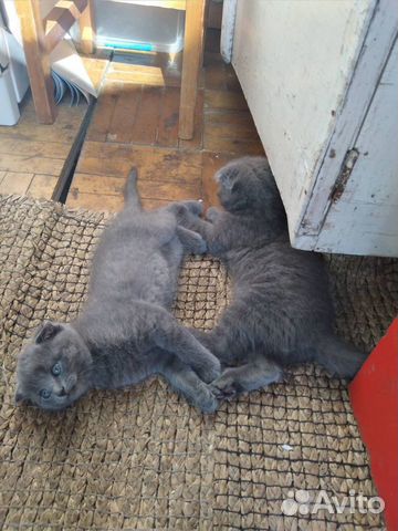 Британский кот помесь