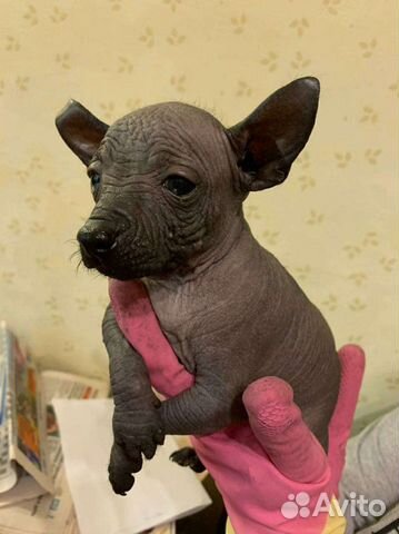 Ксолоитцкуинтли