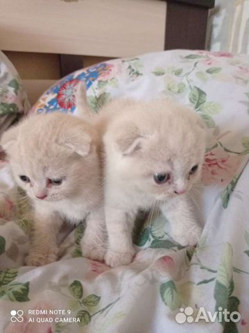 Шотландские вислоухие котята