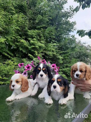 Кавалер кинг чарльз спаниель