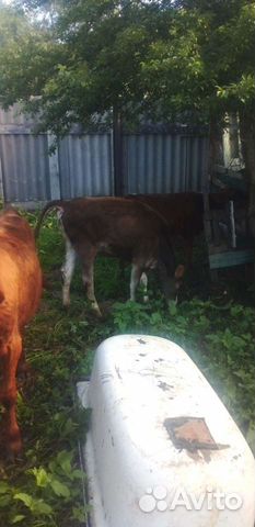 Телята молодые 2 бычка 2 телочки