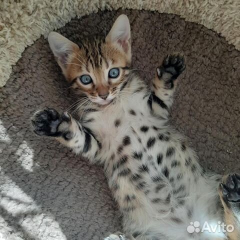 Мальчики И девочка бенгалята