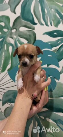 Щенки чихуахуа