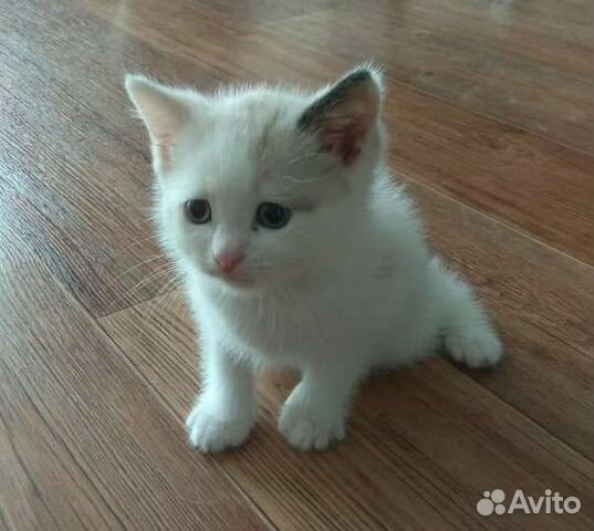 Шотландские прямоухие котята