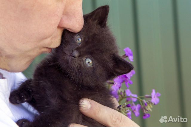 Котенок Джонни 2 мес, привит, обработан,в квартиру