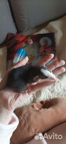 Крыса дамбо