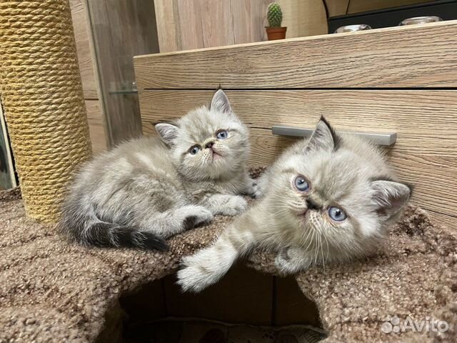 Экзотические котята