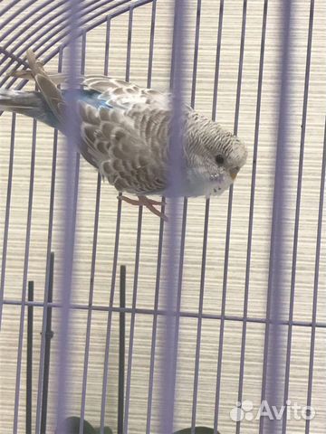 Волнистый попугай с клеткой