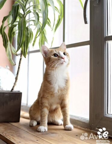 Кот молодой бесплатно