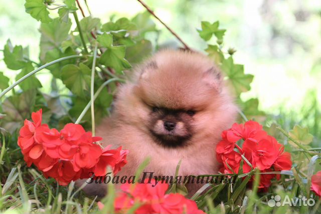 Мальшка мишка шпиц