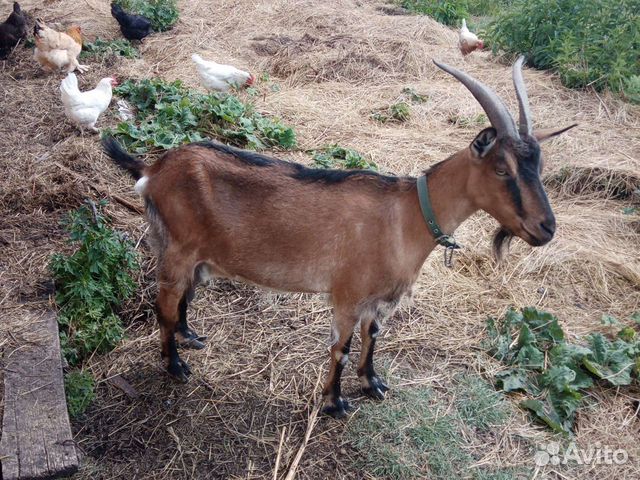 Коза нубийская