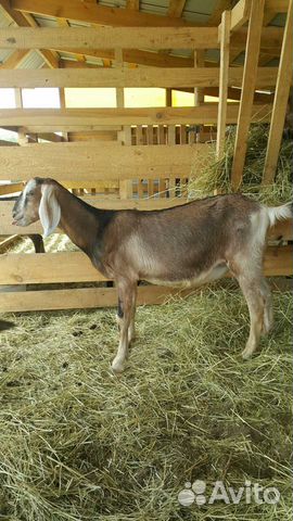 Нубийский процентный козлик