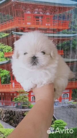 Великолепный пекинес