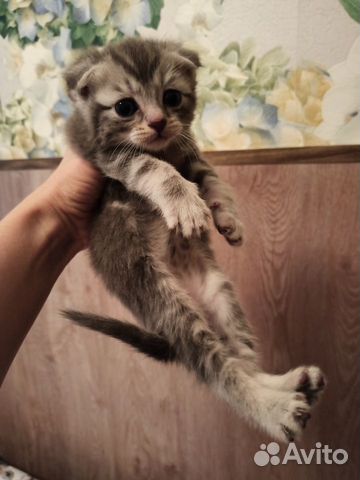 Шотландские вислоухие котята
