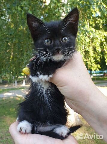 Котëнок очень интересного окраса