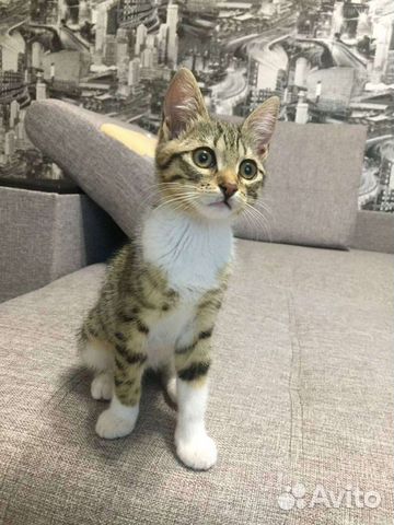 Кошка в дар