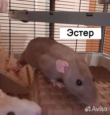 Крыса бесплатно