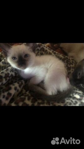 Сиамские котята