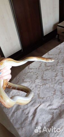 Маисовый полоз