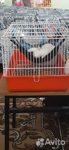 Две чудные крыски Кися и Люся