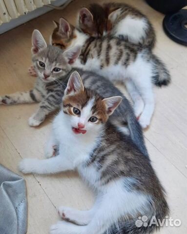 Милые котята