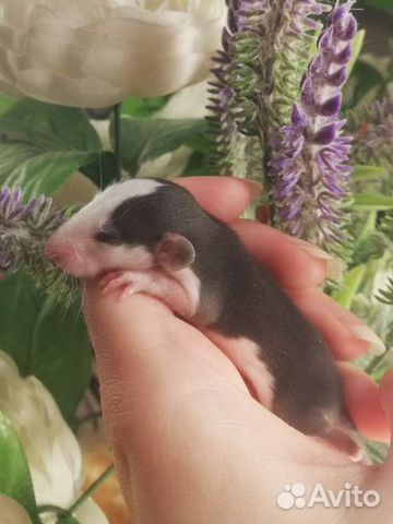 Крысята хаски дамбо