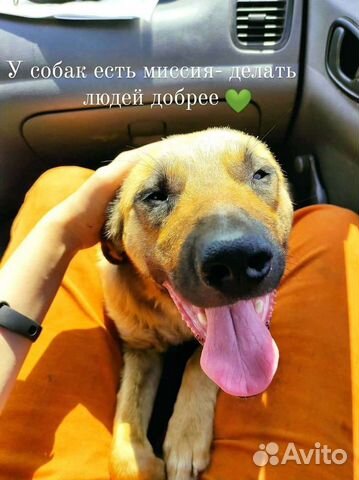 Собака в добрые руки мальчик