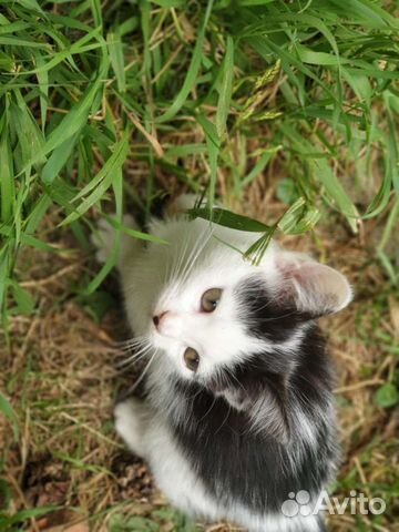 Котенок 2,5 мес от домашней кошки
