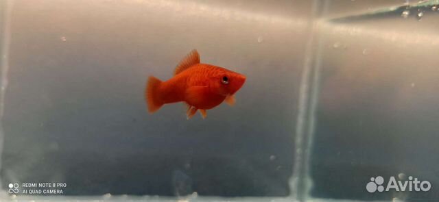 Меченосец алый