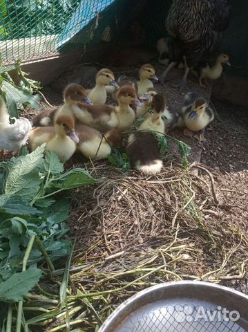 Индоутята 2ых недельные