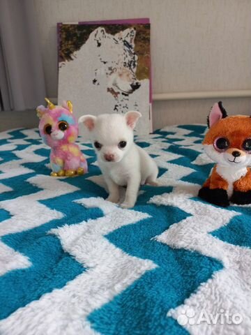 Щенки чихуахуа мини