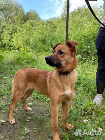 Щенок-подросток Рыжуля