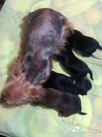 Собака маленькая порода