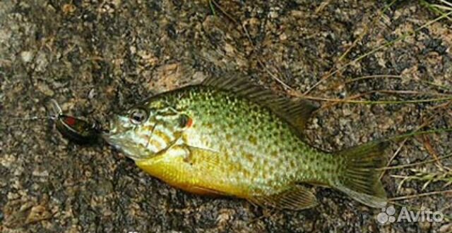 Солнечный окунь живец,для пруда, аквариума